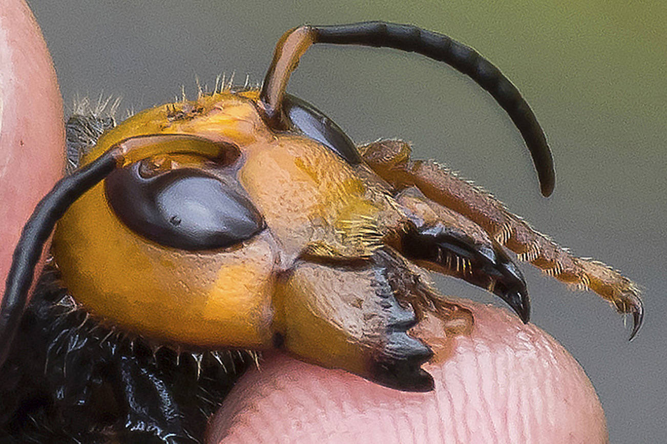 State agency again fails to live-track a ‘murder’ hornet | HeraldNet.com