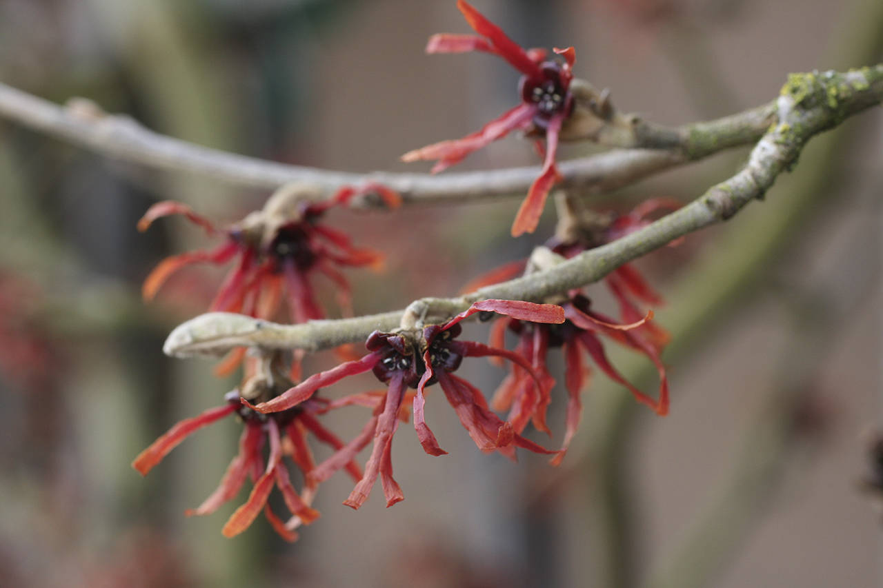 Great Plant Pick: Hamamelis x intermedia ‘Diane,’ Diane witch hazel ...
