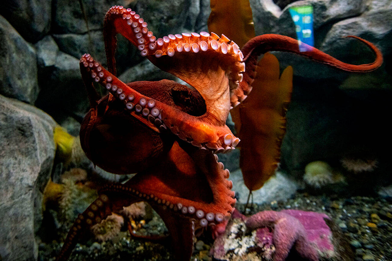 Help name the new octopus at Point Defiance Zoo & Aquarium | HeraldNet.com