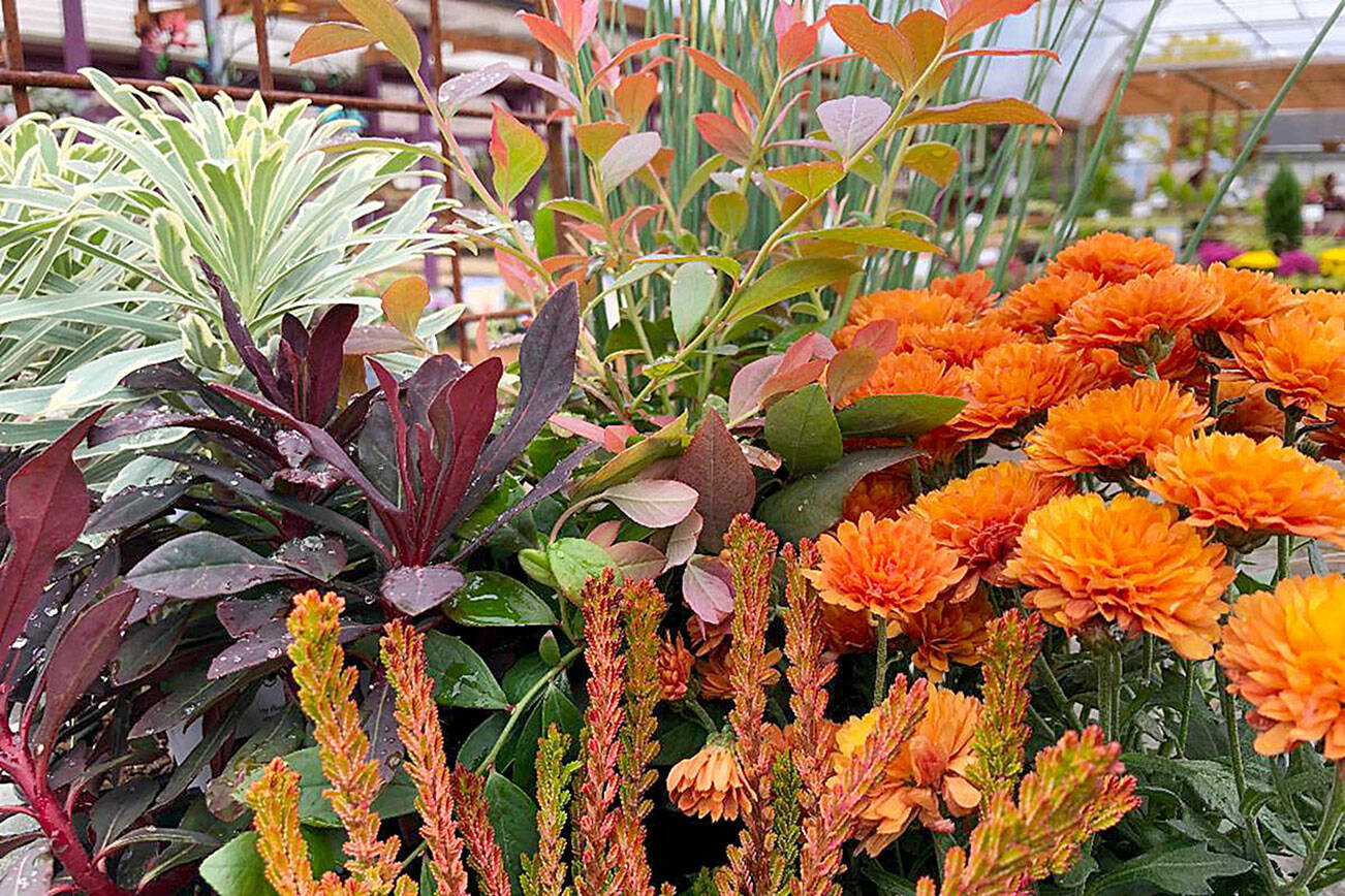 Fall foliage tops the gardener’s to-do list for September | HeraldNet.com