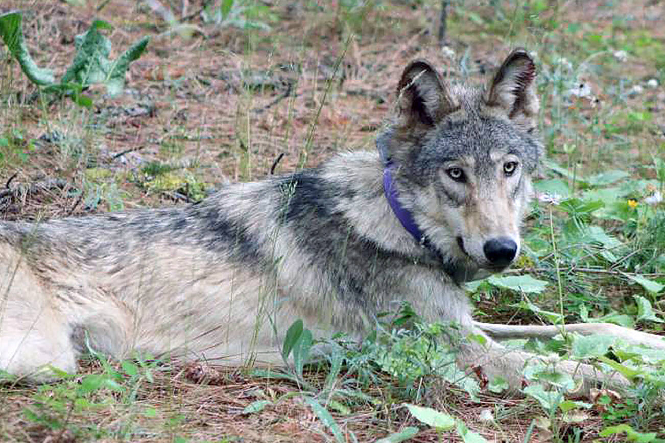 US: Wolves may need protections after states expand hunting | HeraldNet.com