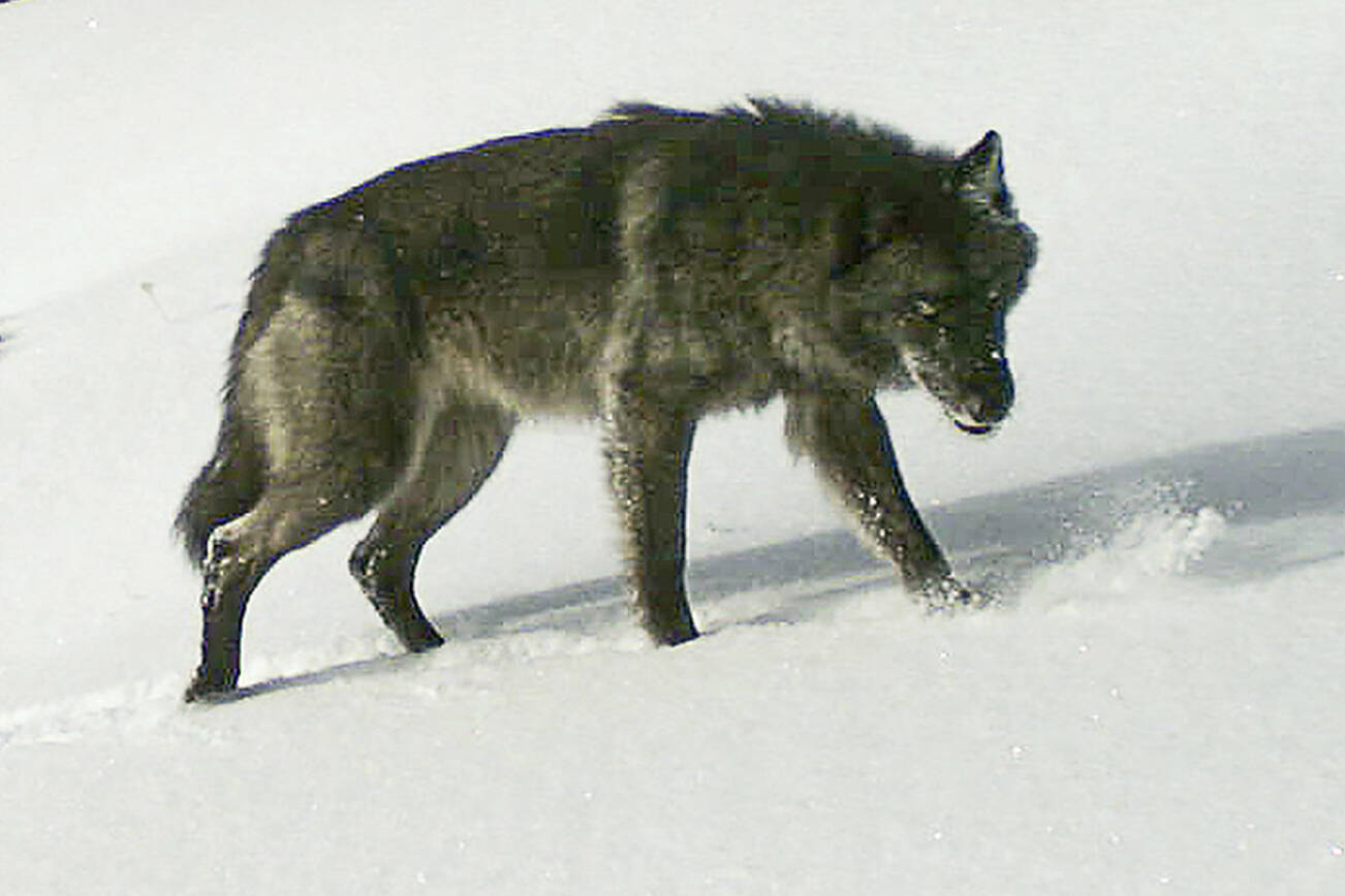 Oregon officials ask public help to find killers of 8 wolves ...