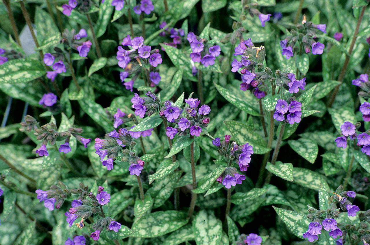 Great Plant Picks: Longleaf lungwort | HeraldNet.com