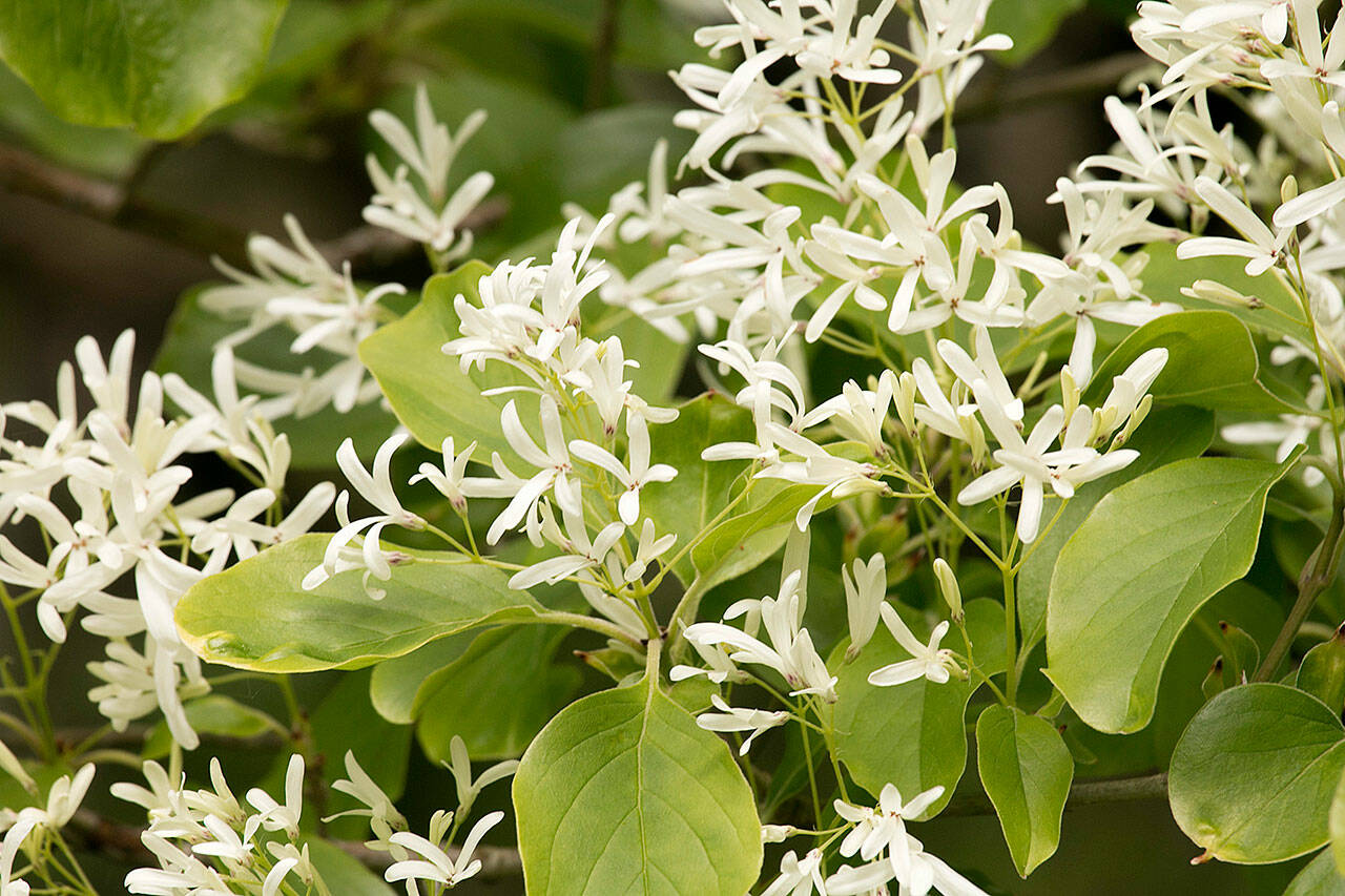 Great Plant Pick: Chinese fringe tree | HeraldNet.com