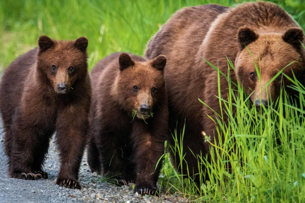 Photos from the island of bears | HeraldNet.com
