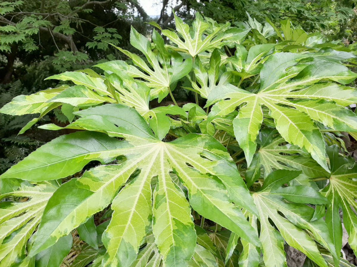 Great Plant Pick: Camouflage fatsia | HeraldNet.com