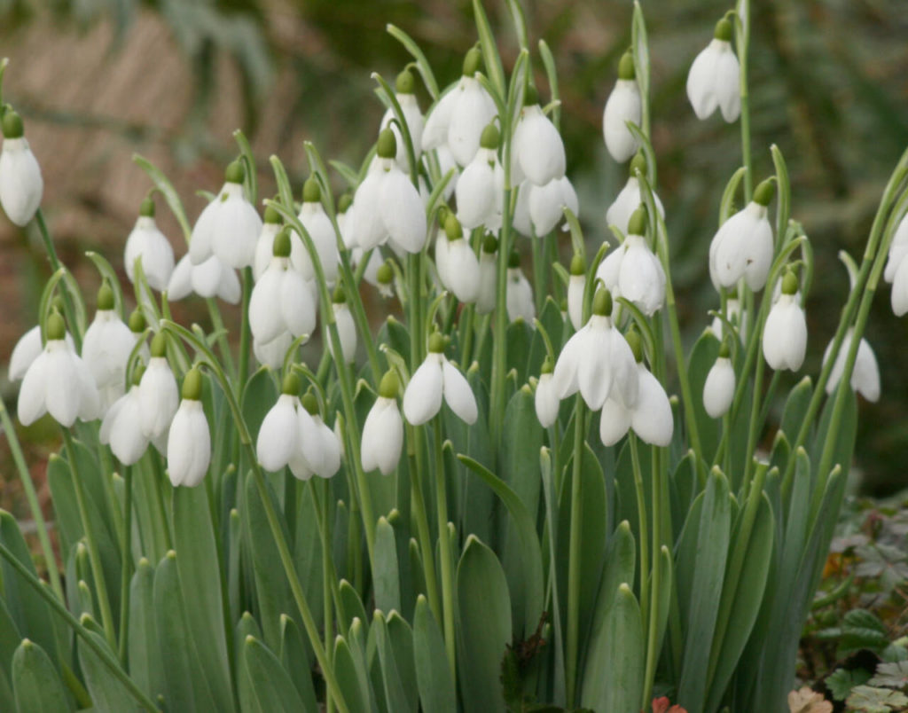 Great Plant Pick: Giant snowdrops | HeraldNet.com