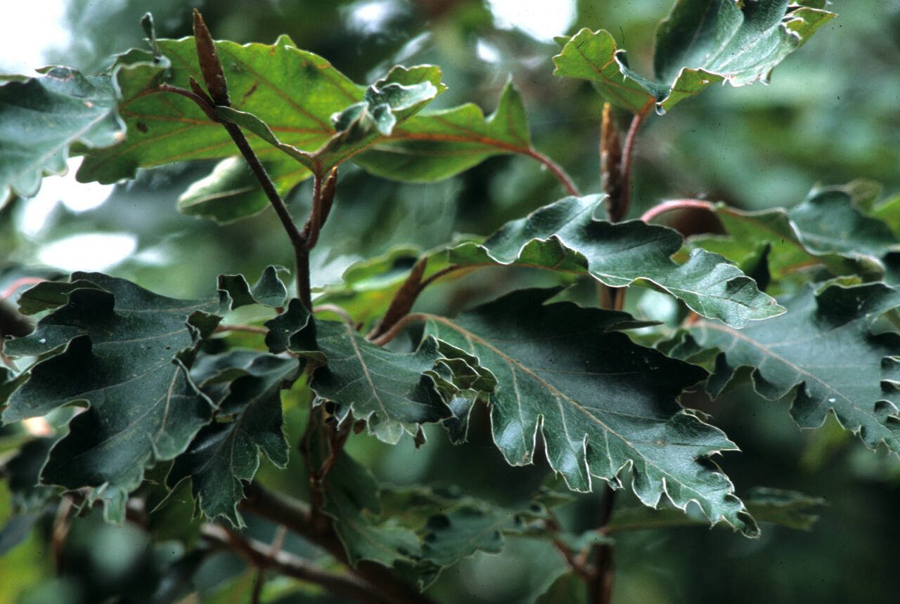 Great Plant Pick: Cutleaf purple beech | HeraldNet.com