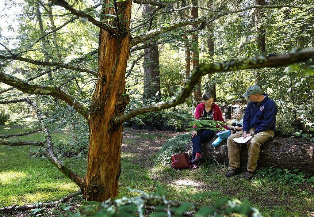 Northwest garden pioneers’ legacy endures in Shoreline | HeraldNet.com