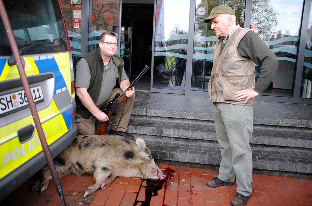 Wild boars rampage through German town, injure at least 4 | HeraldNet.com