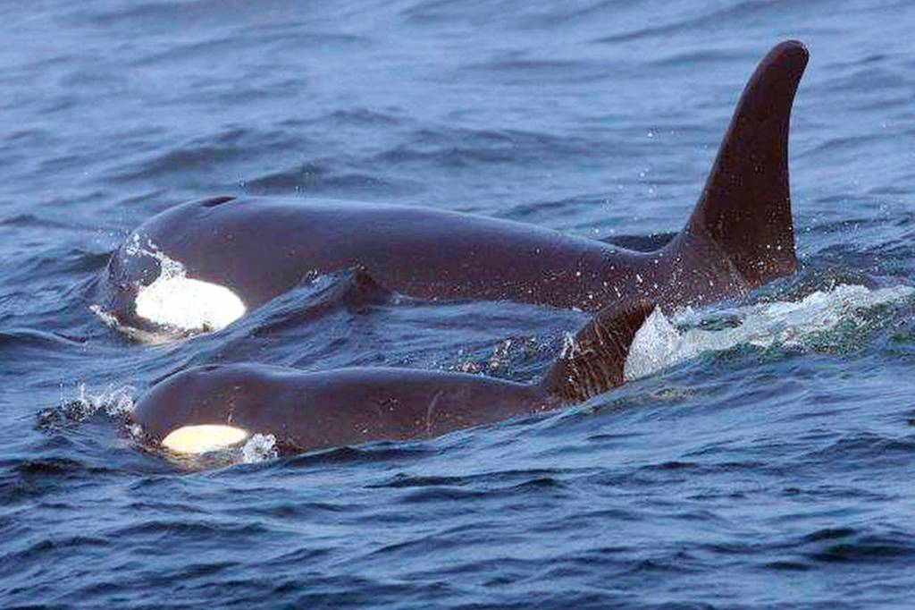 Teams trying to save ailing orca practice feeding live fish | HeraldNet.com