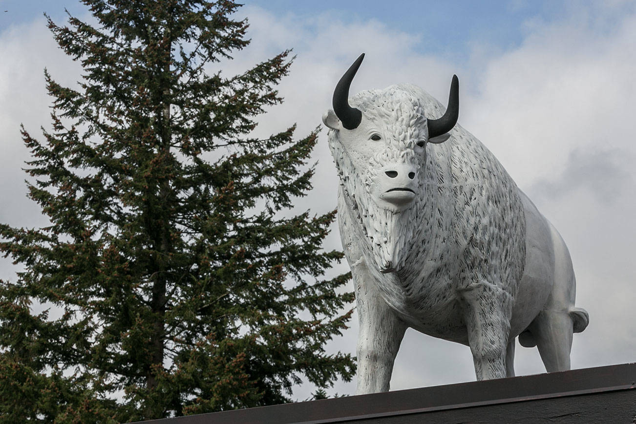 The buffalo is back at ‘The Buff’ — but you can’t ride it | HeraldNet.com