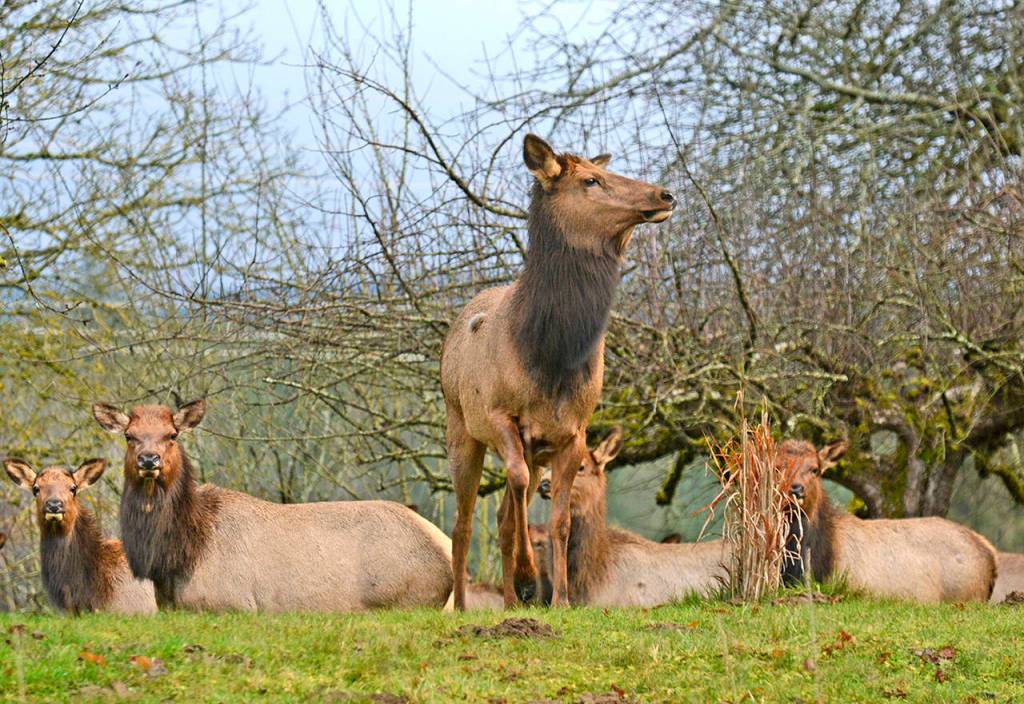New plan aims to hunt, haze elk herd out of Skagit Valley | HeraldNet.com