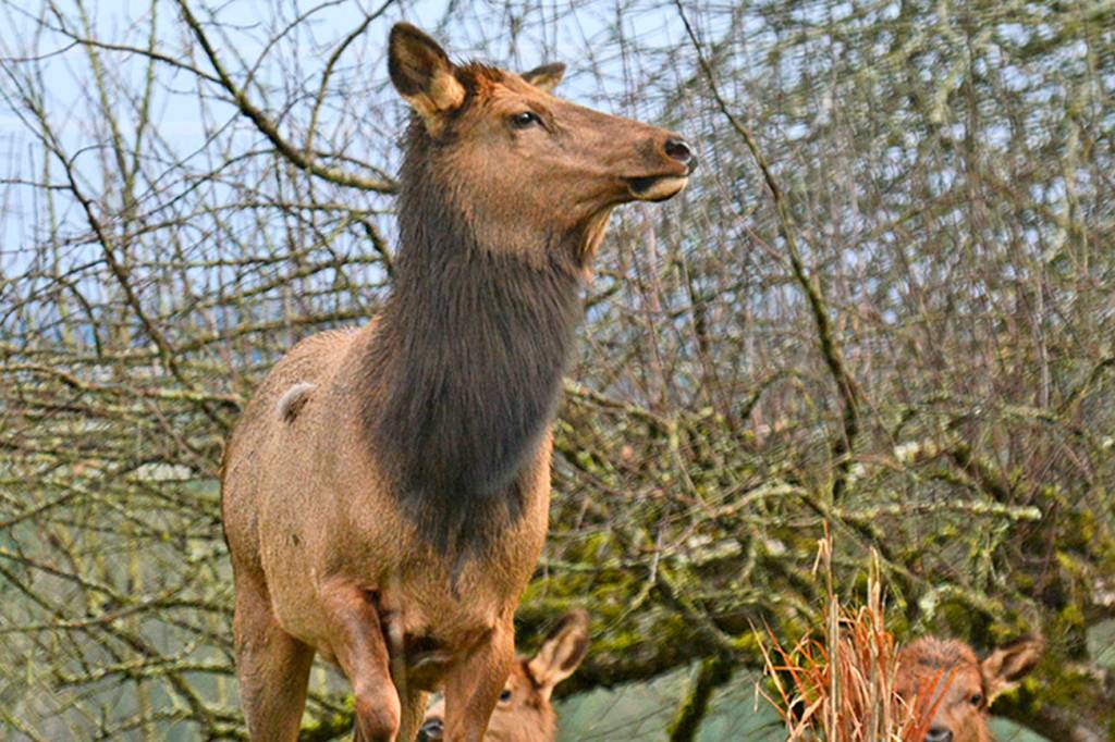 New plan aims to hunt, haze elk herd out of Skagit Valley | HeraldNet.com