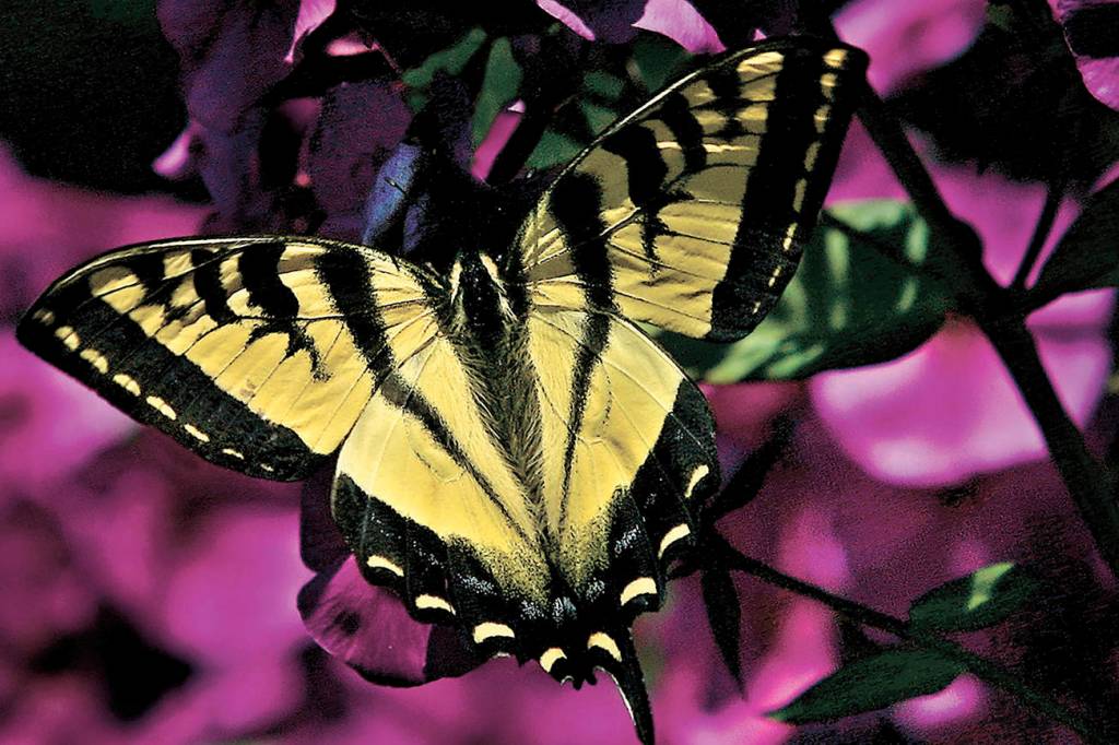 Home and garden events and resources around Snohomish County ...