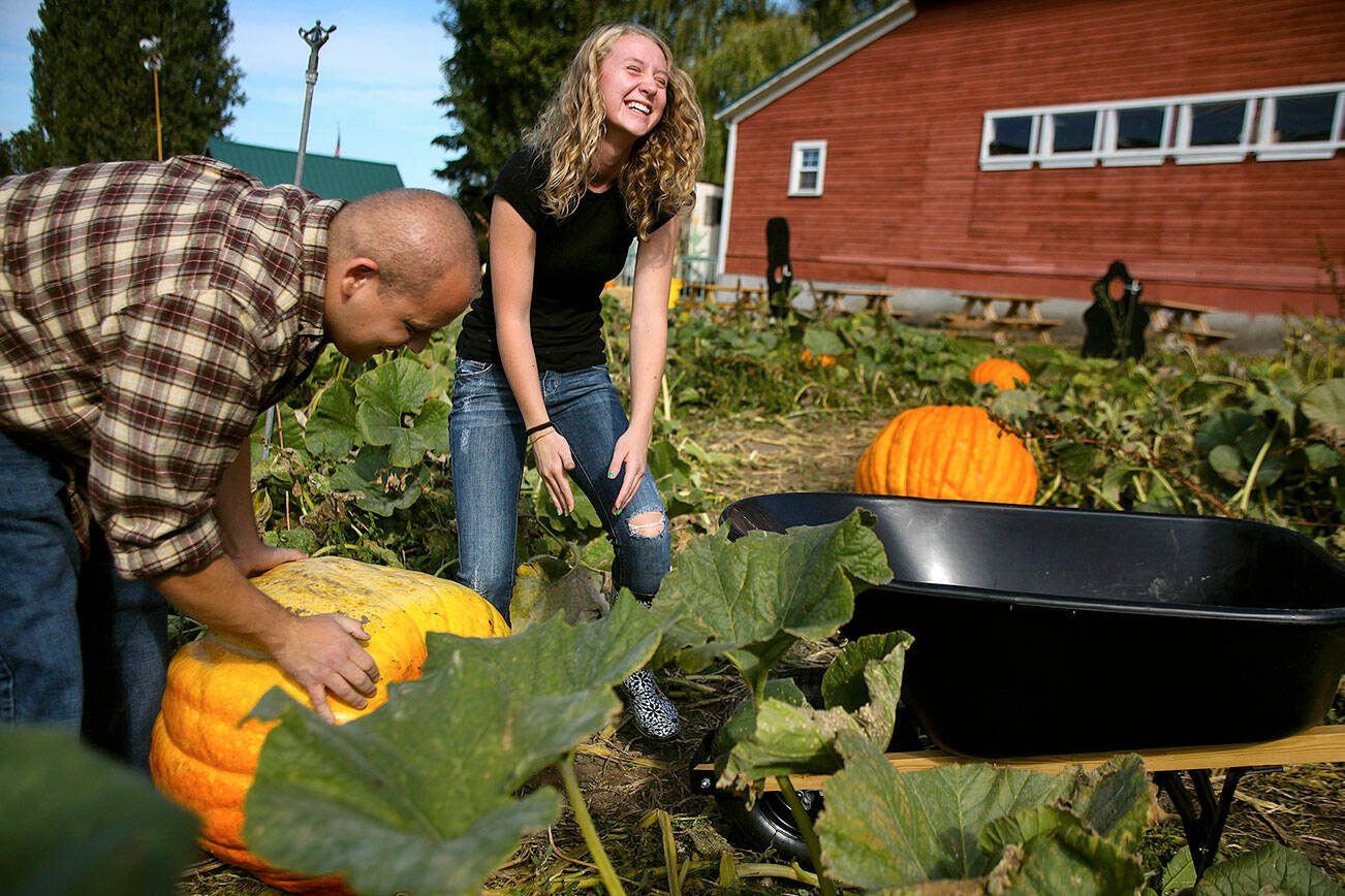 Best pumpkin patch in Snohomish County | HeraldNet.com