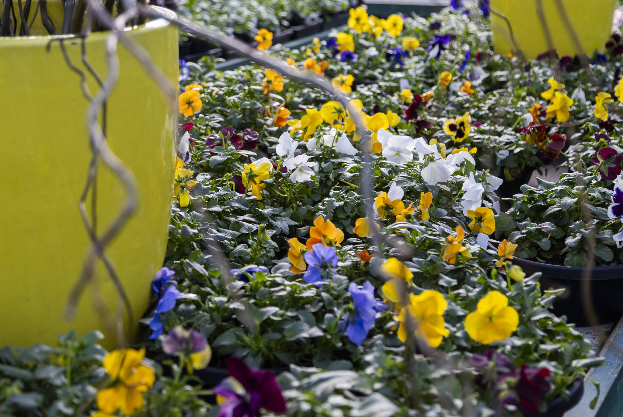 Flower World flood damage won’t stop expansion | HeraldNet.com