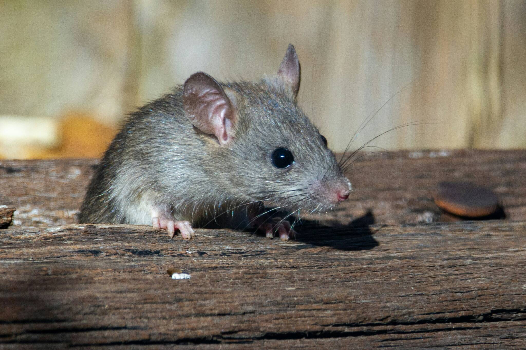SnoCo health officials: Hantavirus risk ‘extremely low’ to general ...