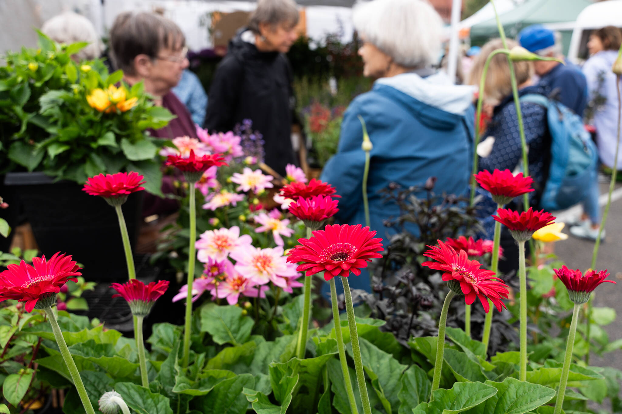 Three-day Sorticulture festival kicks off in Everett | HeraldNet.com