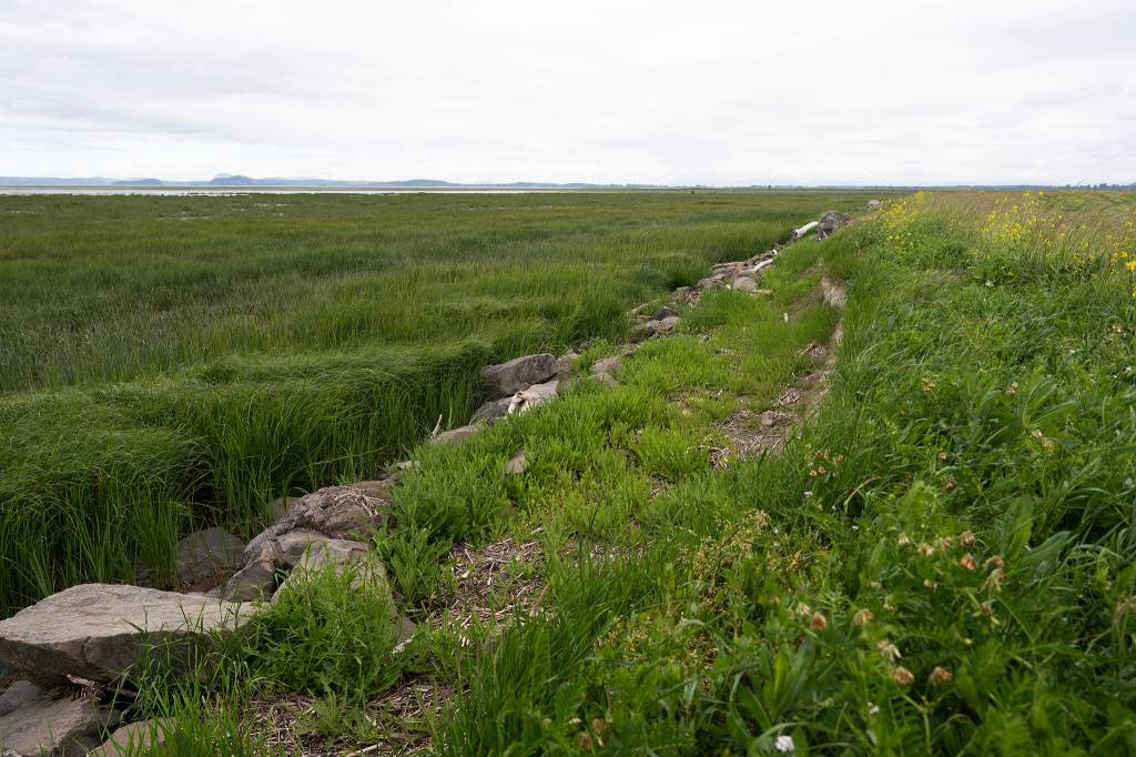 100-year-old Stanwood dike in need of emergency repairs | HeraldNet.com