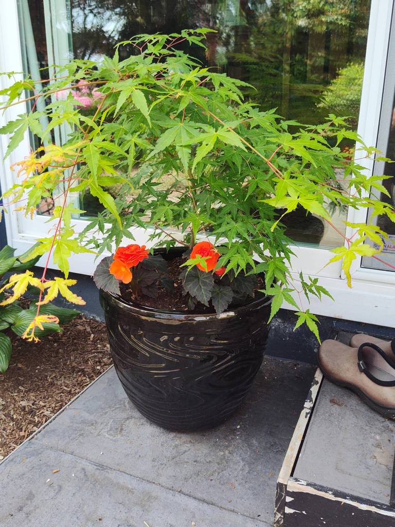 The Golfing Gardener: Japanese maples for containers | HeraldNet.com