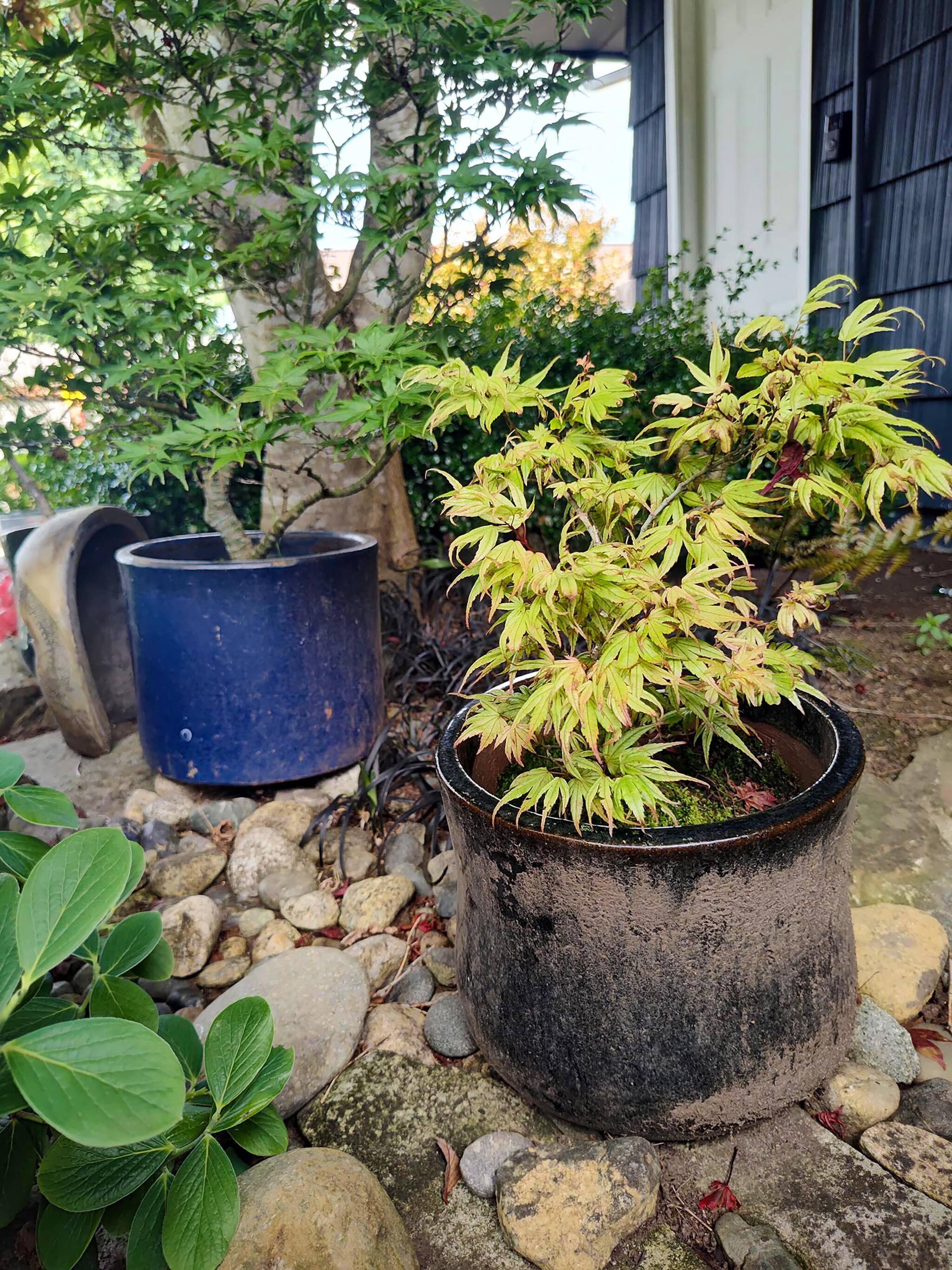 The Golfing Gardener: Japanese maples for containers | HeraldNet.com